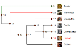 Homo_sapiens - GRCh37 Archive browser 112