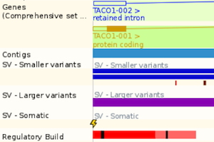 Homo_sapiens - GRCh37 Archive browser 112